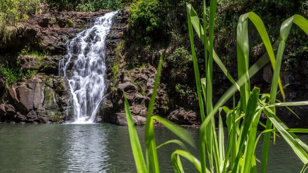 Waimea Falls Oahu Hike: A Comprehensive Guide - Real Hawaii Tours