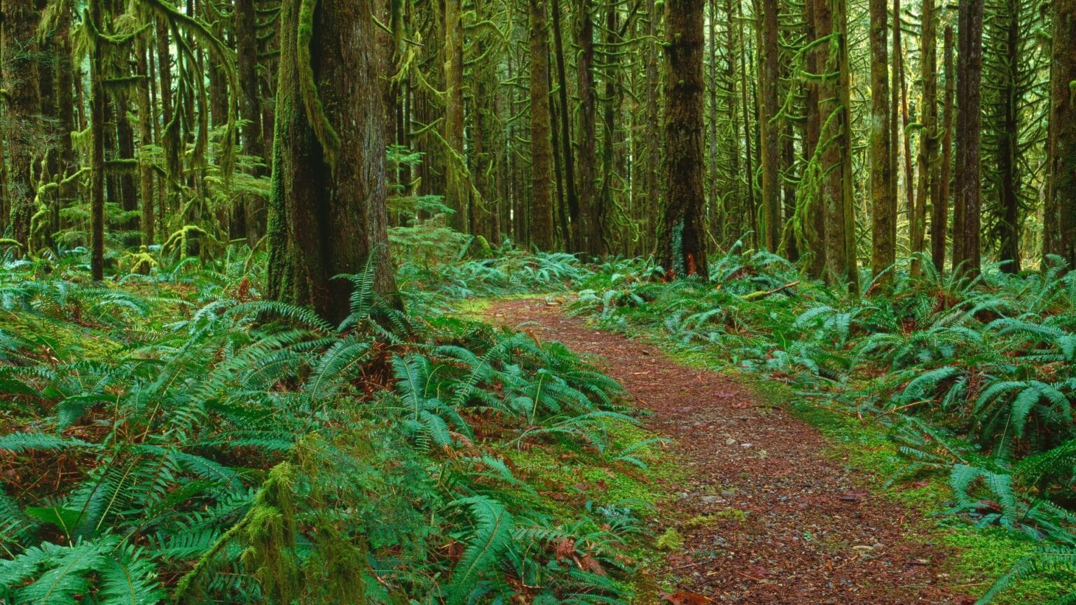 Oahu Rainforest Hiking: 5 Stunning Trails - Real Hawaii Tours