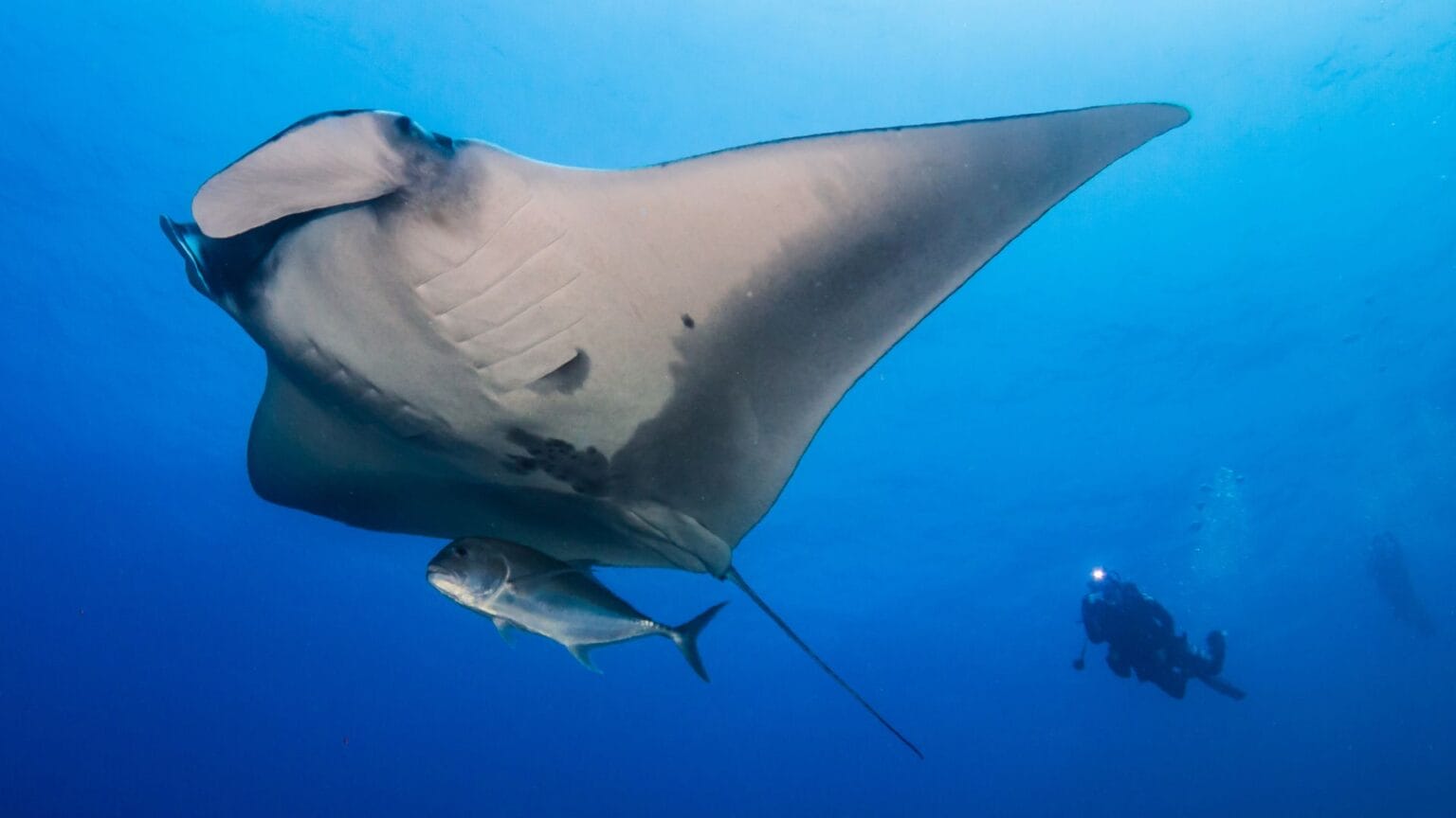 Experience the Thrill: Swim with Manta Rays in Oahu, Hawaii - Real ...